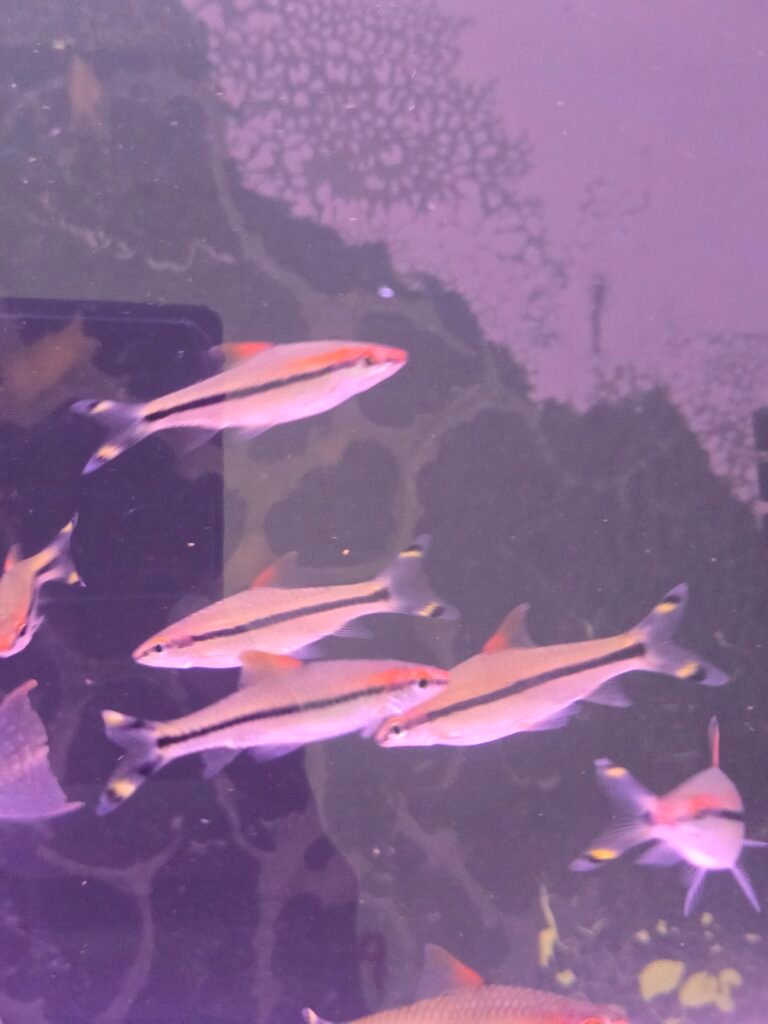 Torpedo Barbs 6cm - stradisaquatics.com