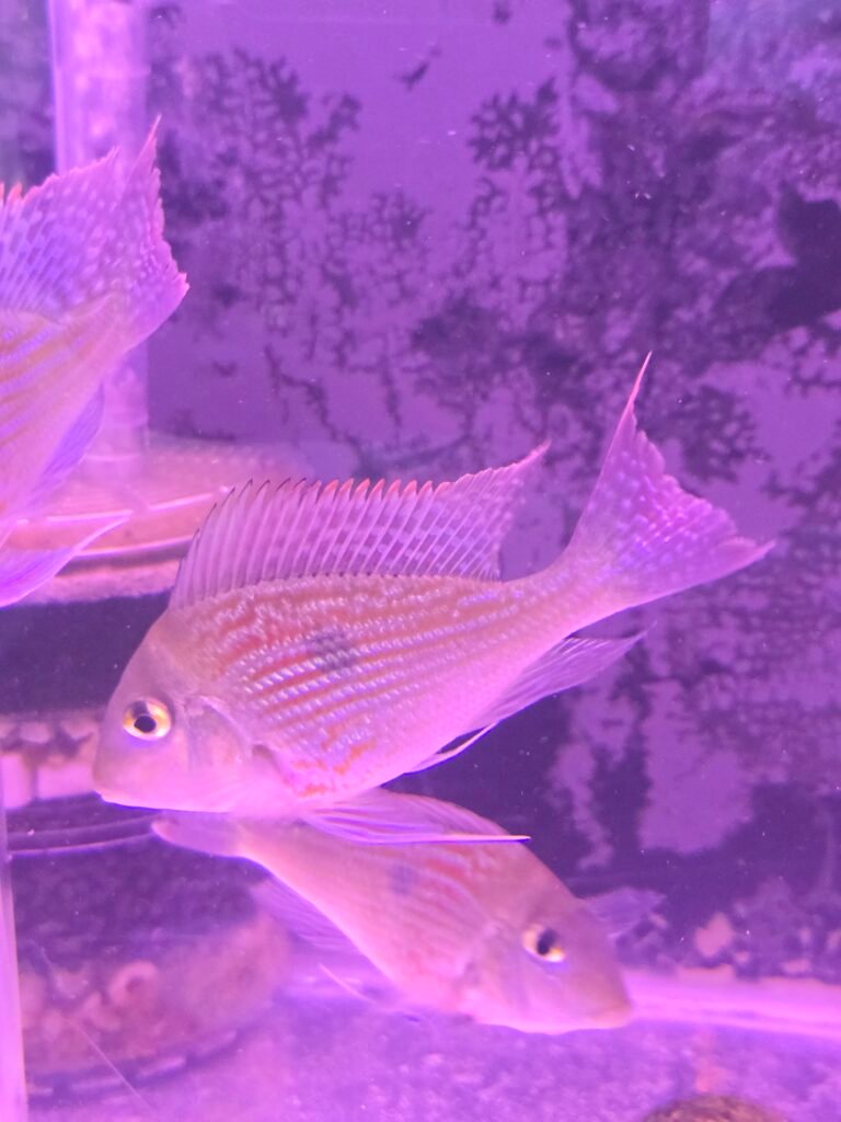 Geophagus Sveni - 10cm - stradisaquatics.com