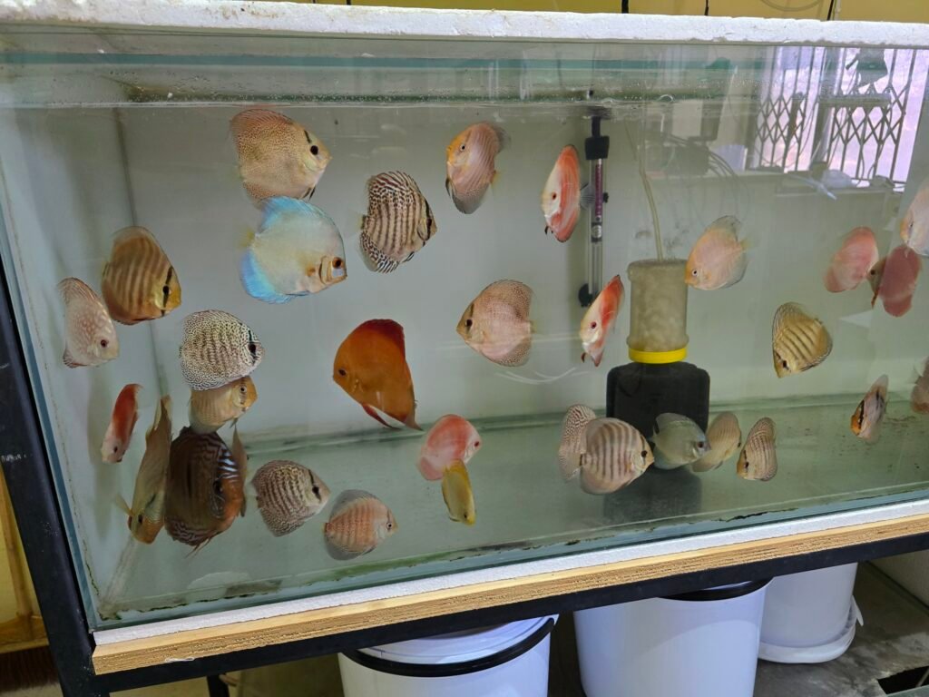 Assorted Discus 7–8 cm — 2 for R1000 (Pair Deal) - stradisaquatics.com